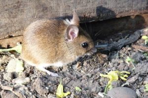 Field Mouse Facts - Kansas City - Kansas